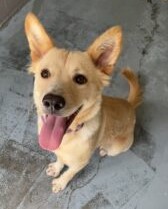 Nickel – Final Victory Animal Rescue