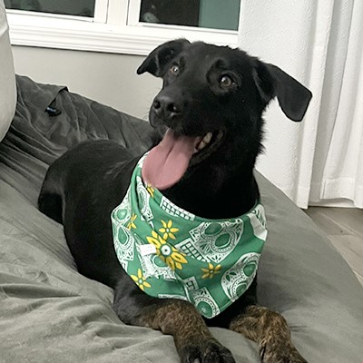 Dixie – Final Victory Animal Rescue