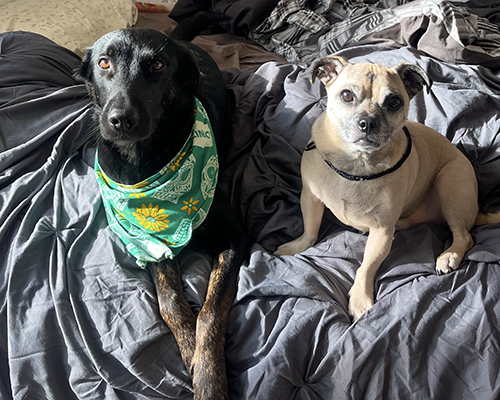 Dixie – Final Victory Animal Rescue