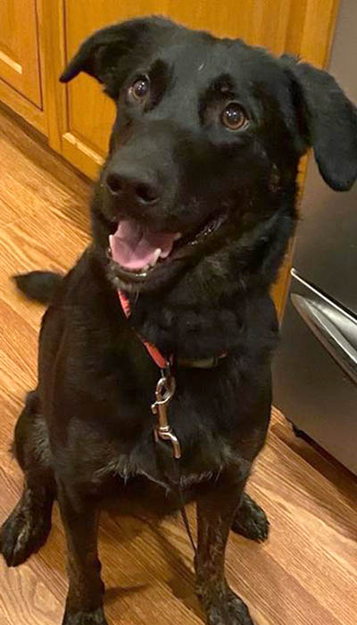 Dixie – Final Victory Animal Rescue