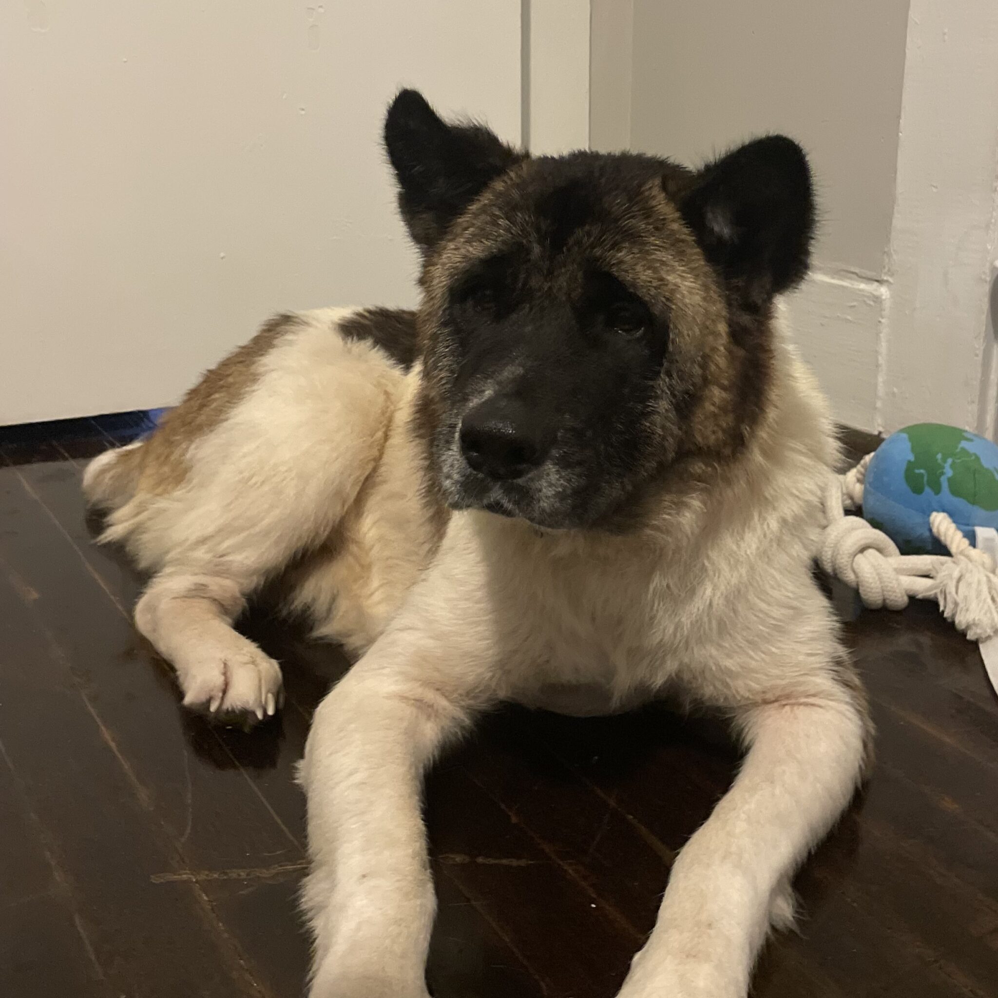 Sheba – Final Victory Animal Rescue