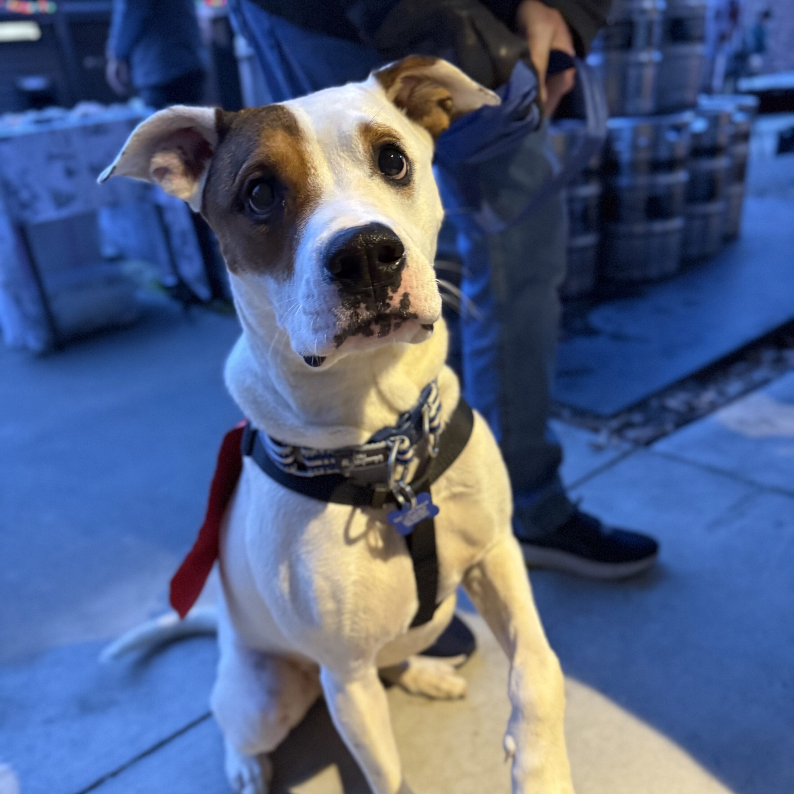 Yoda – Final Victory Animal Rescue