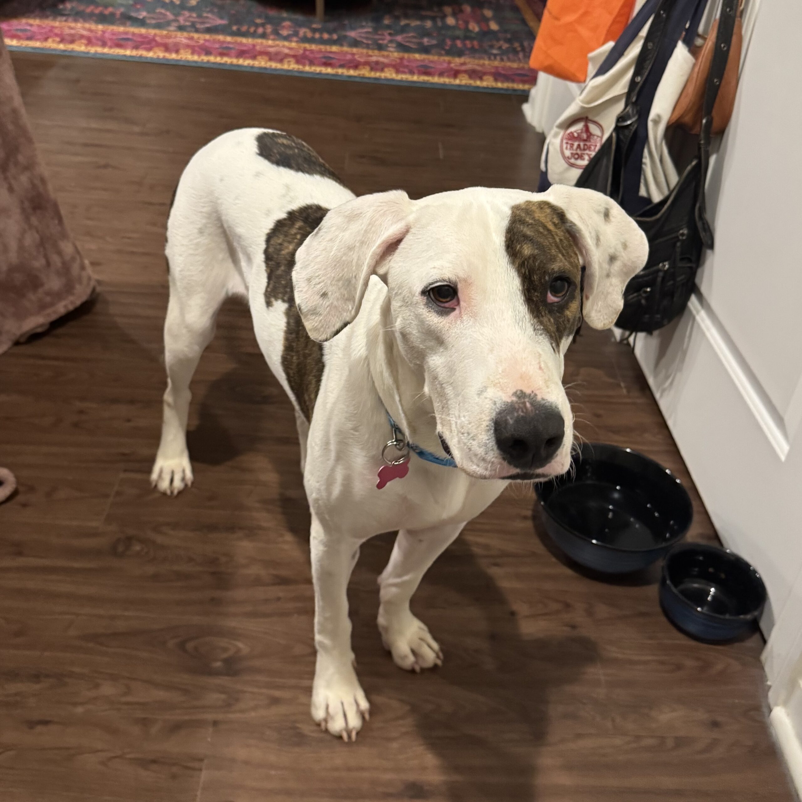 Dodger – Final Victory Animal Rescue