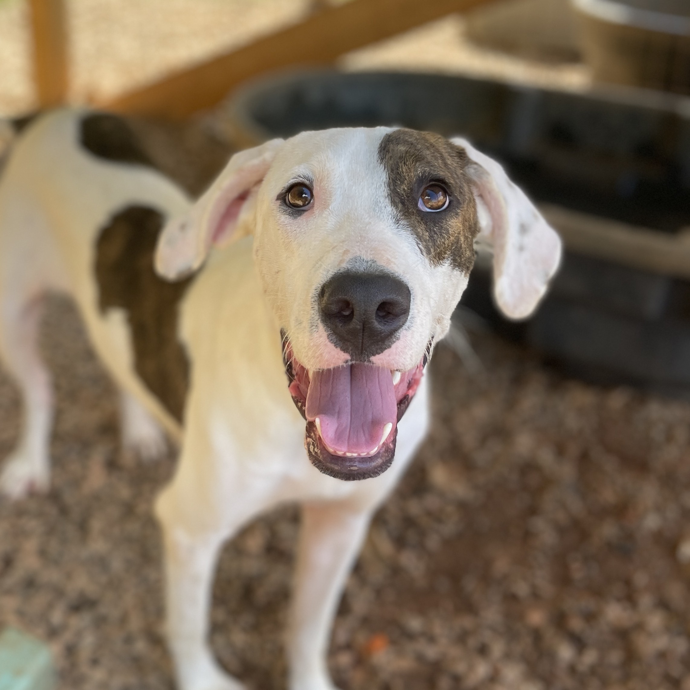 Dodger – Final Victory Animal Rescue