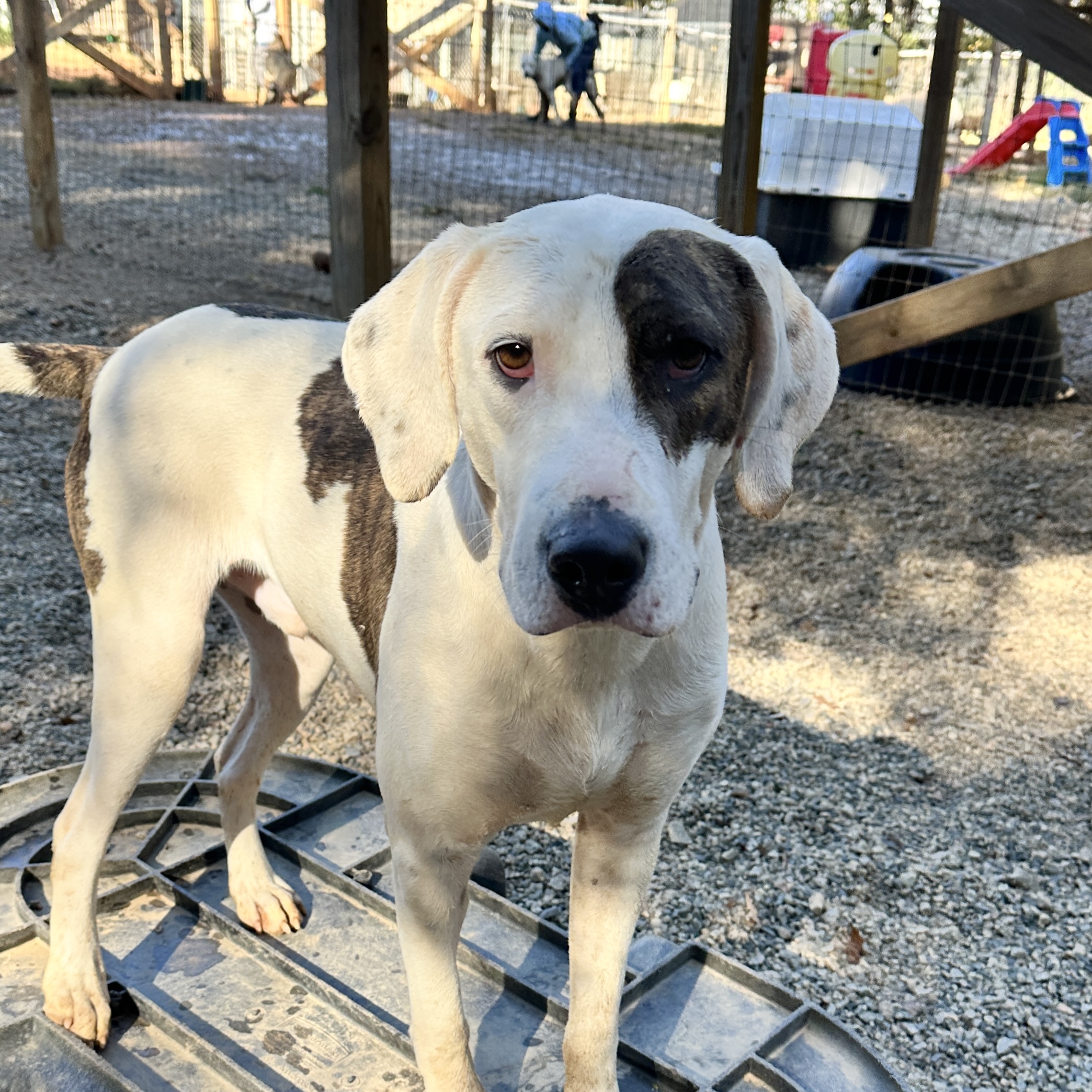 Dodger – Final Victory Animal Rescue