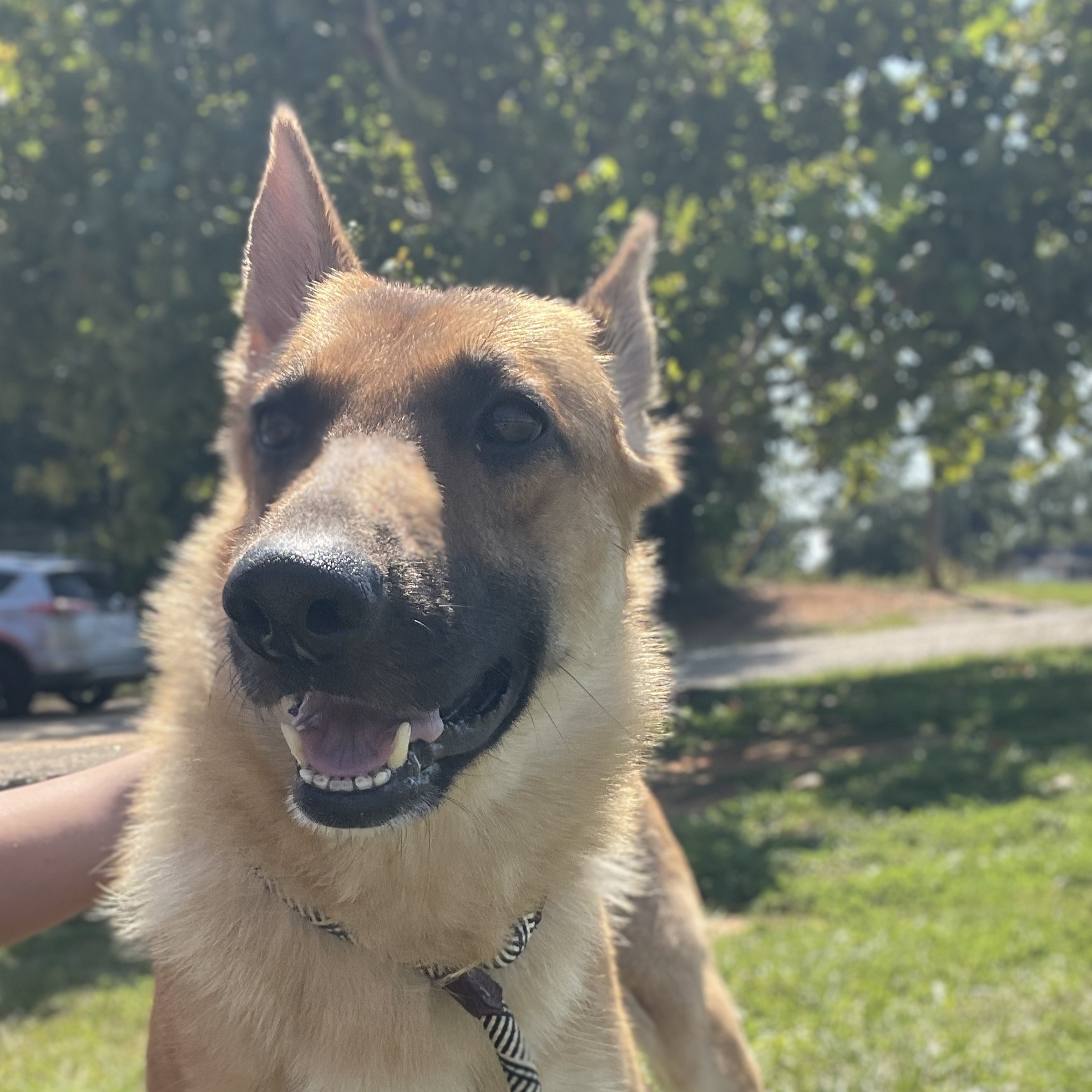 Loraine – Final Victory Animal Rescue