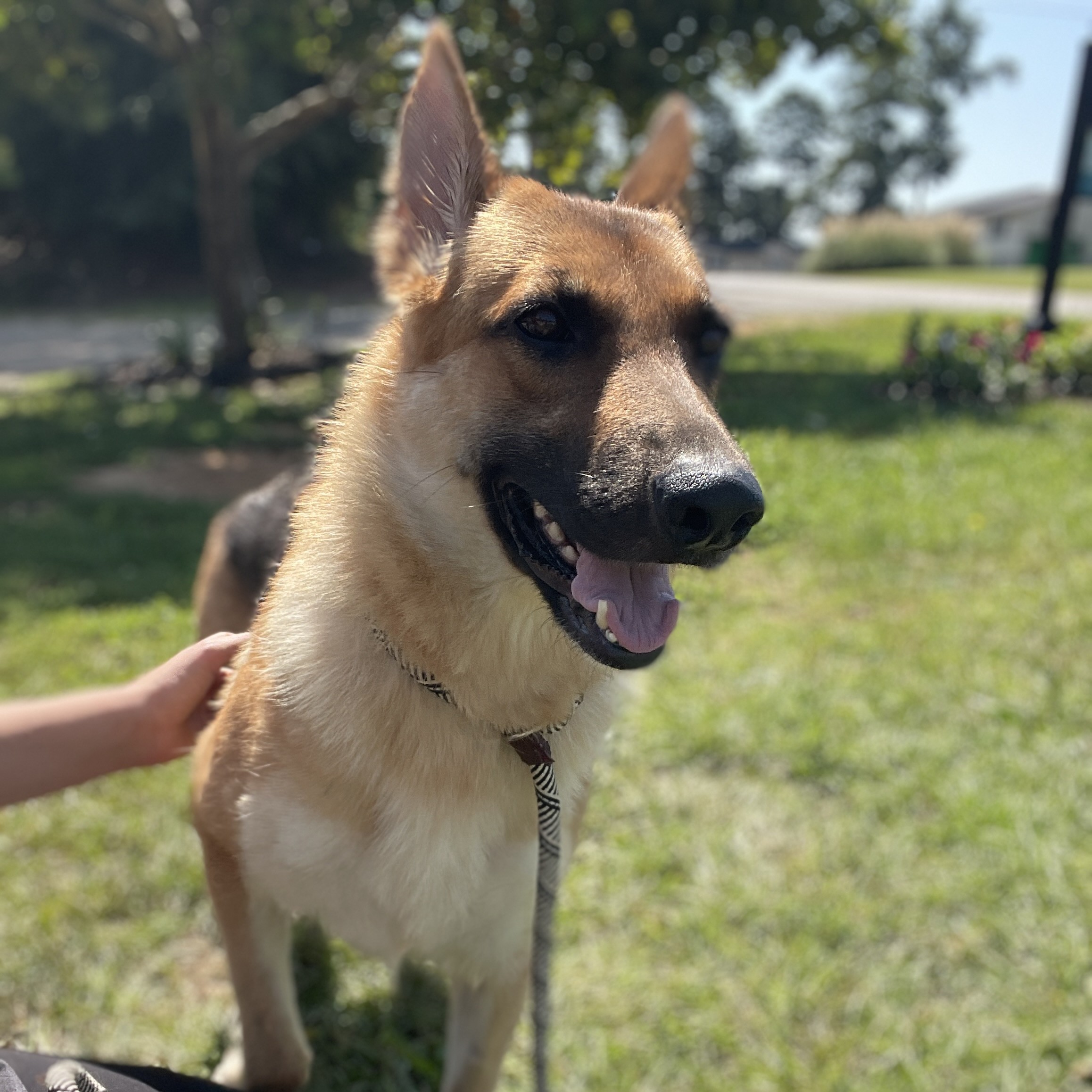 Loraine – Final Victory Animal Rescue