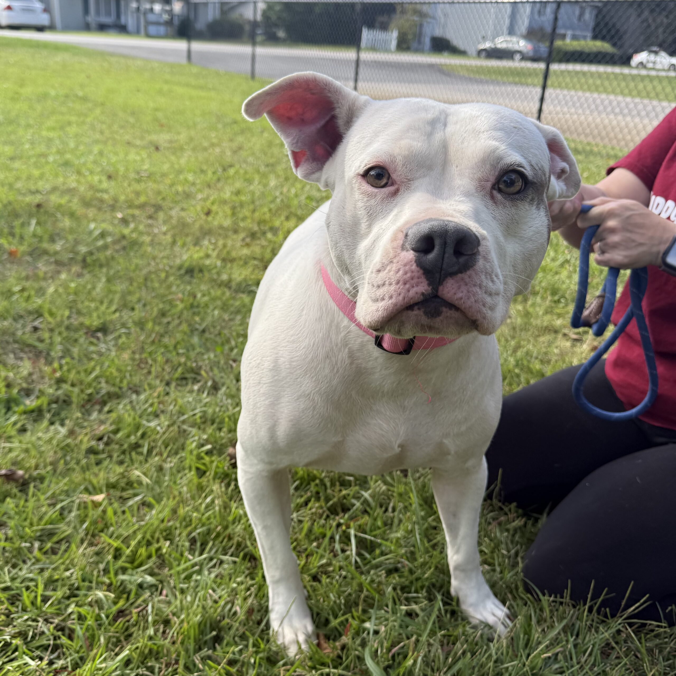 Rueger – Final Victory Animal Rescue