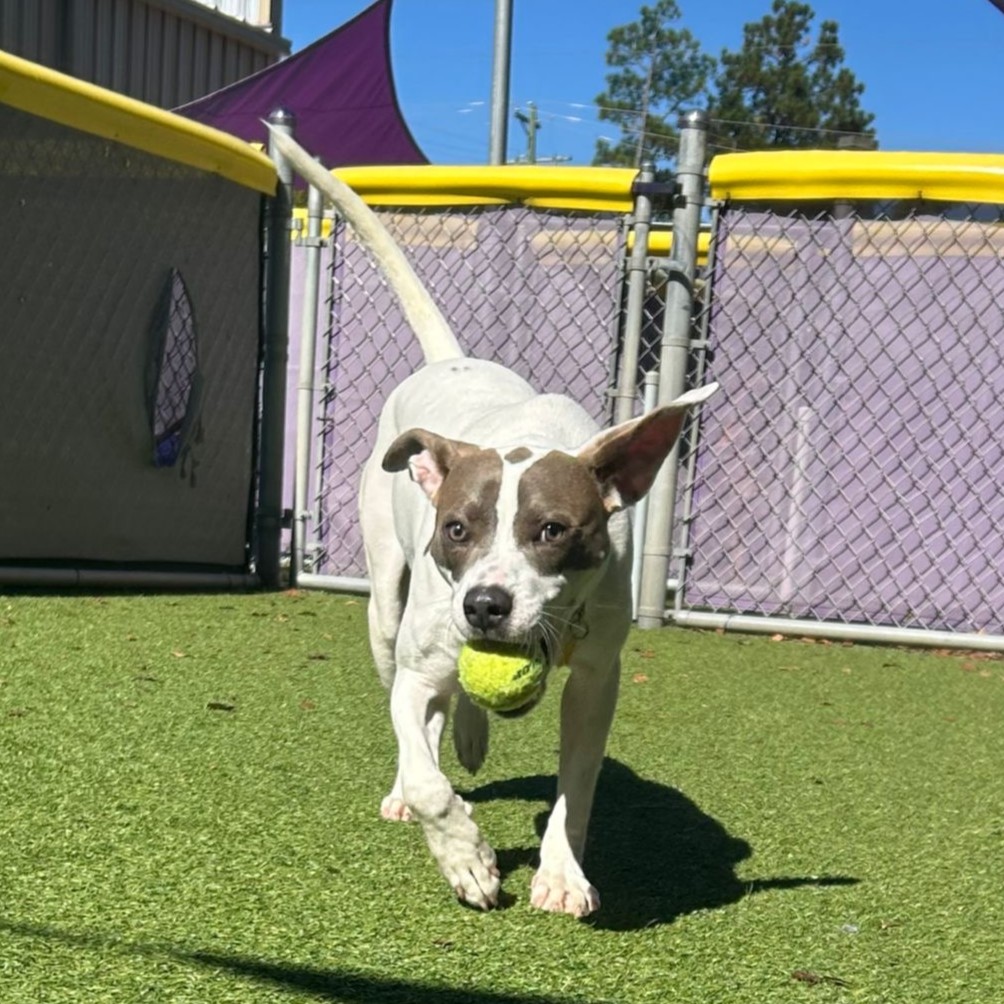 Honey – Final Victory Animal Rescue