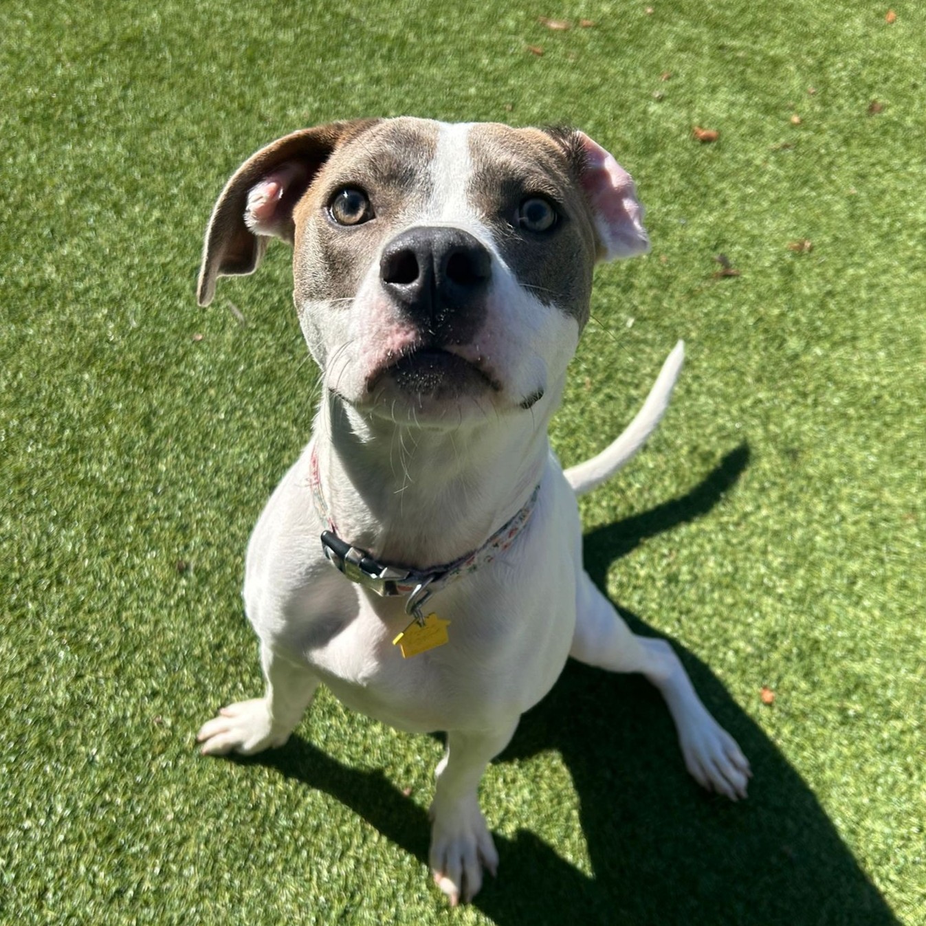 Honey – Final Victory Animal Rescue