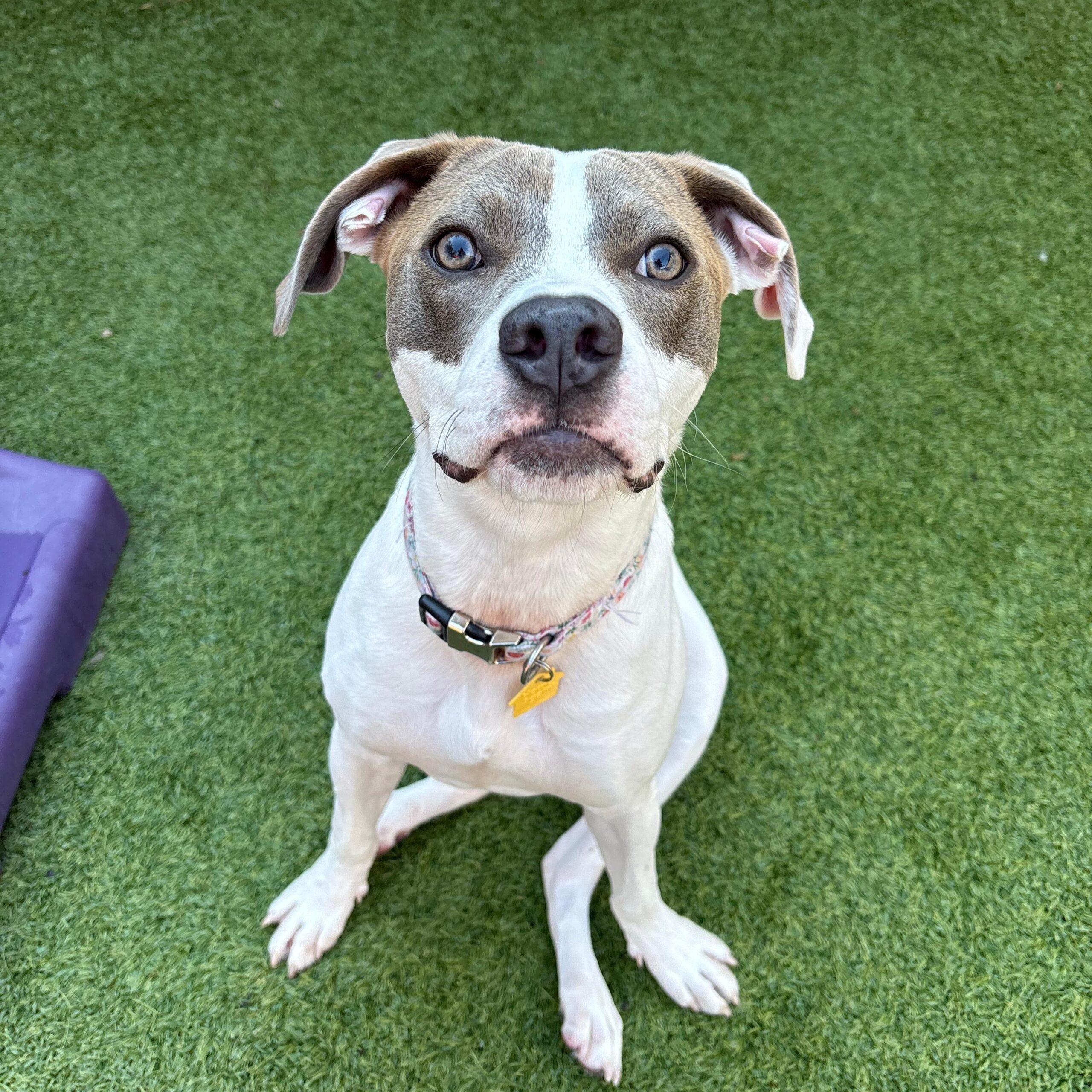 Honey – Final Victory Animal Rescue