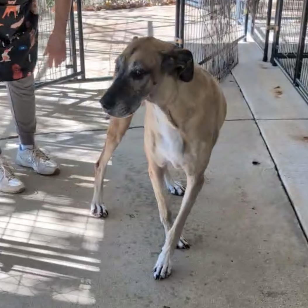 Zeelah – Final Victory Animal Rescue