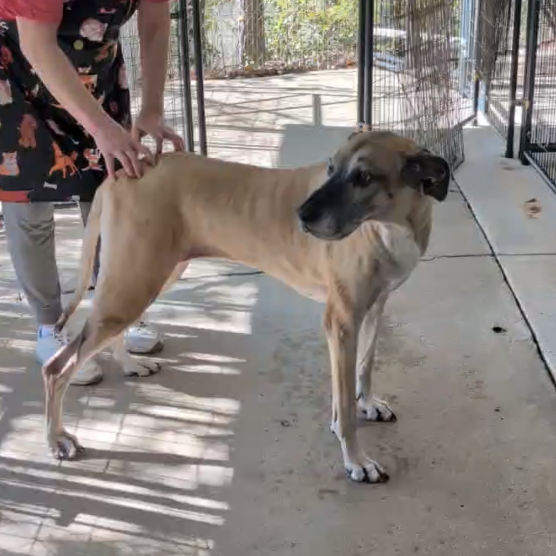 Zeelah – Final Victory Animal Rescue