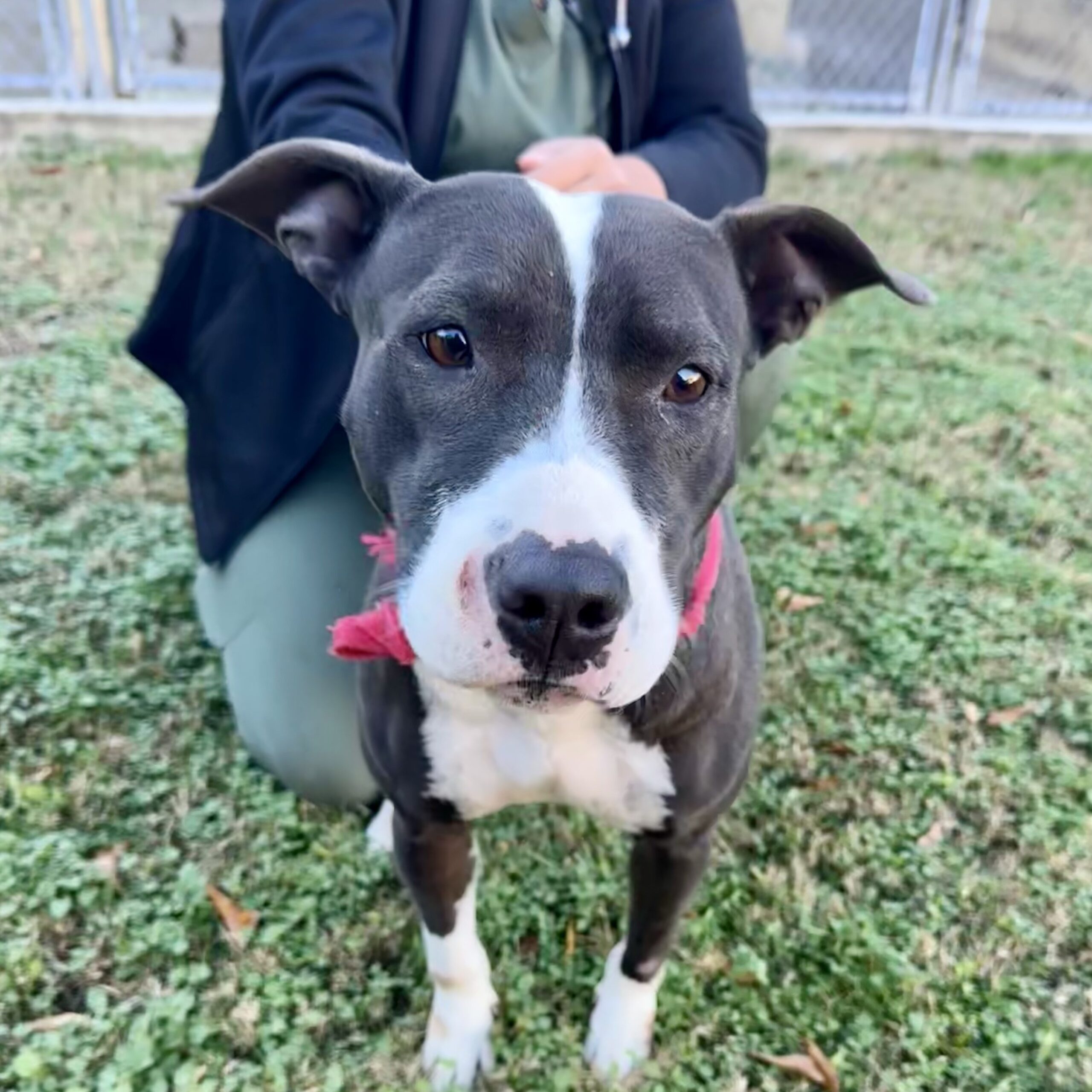 Lola – Final Victory Animal Rescue