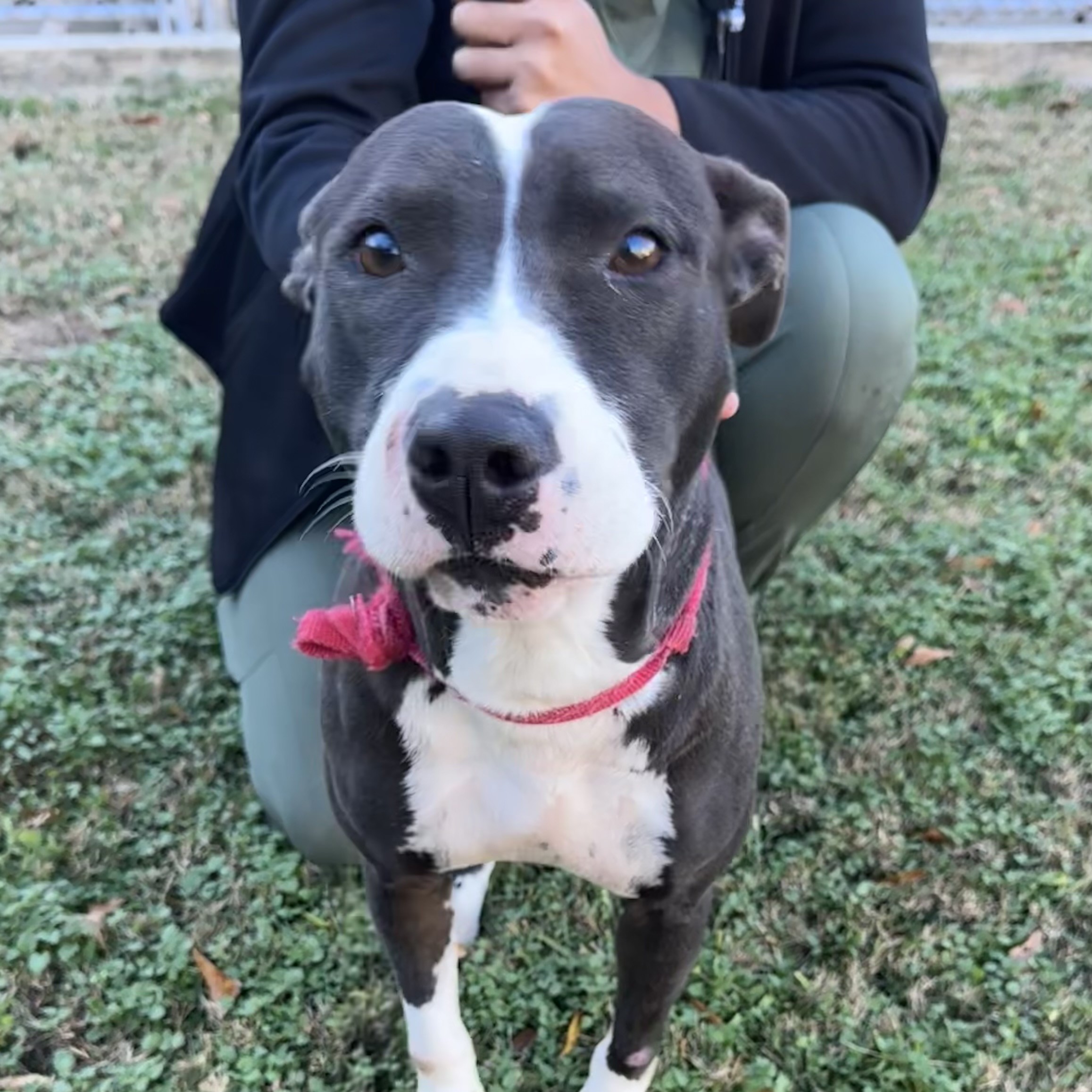 Lola – Final Victory Animal Rescue