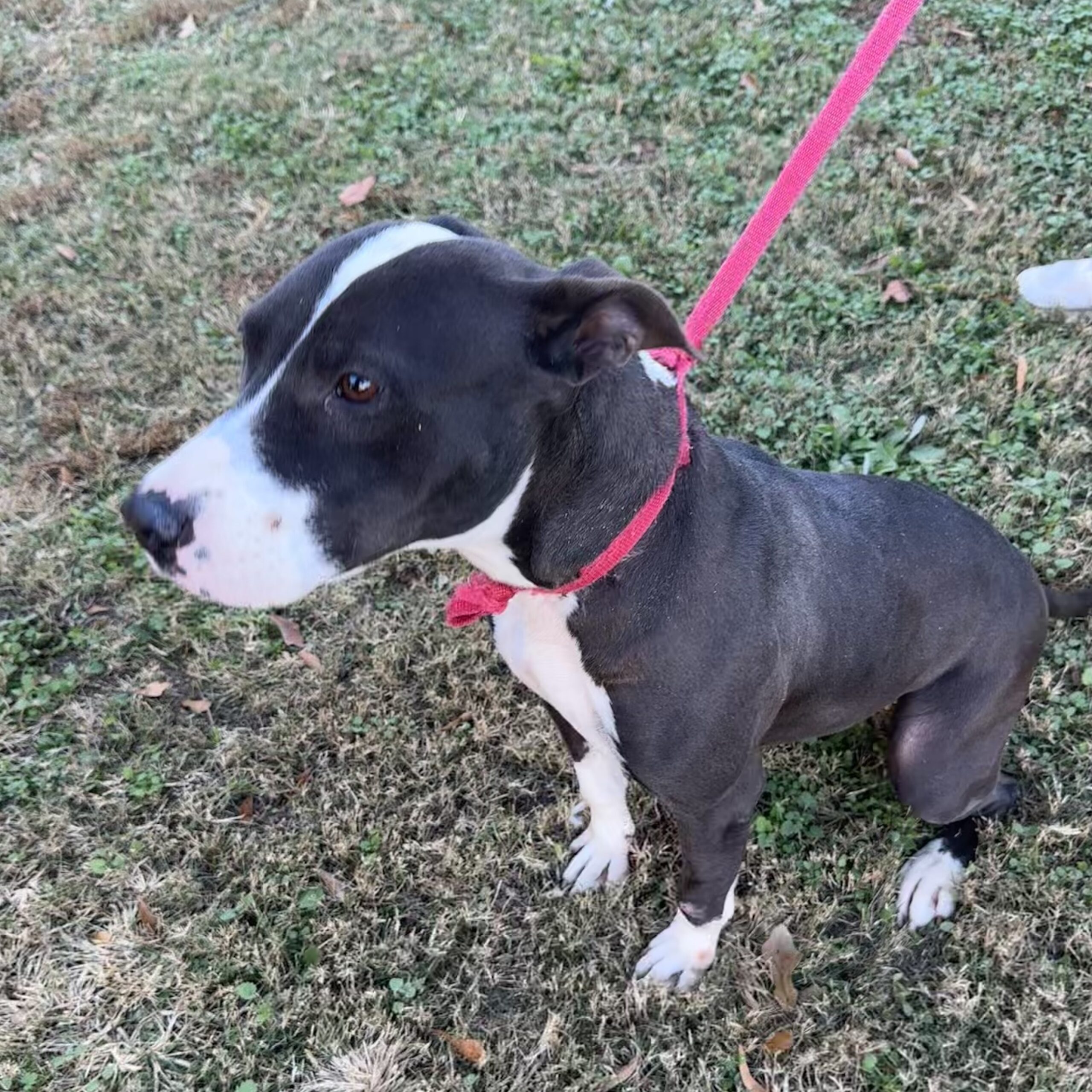 Lola – Final Victory Animal Rescue